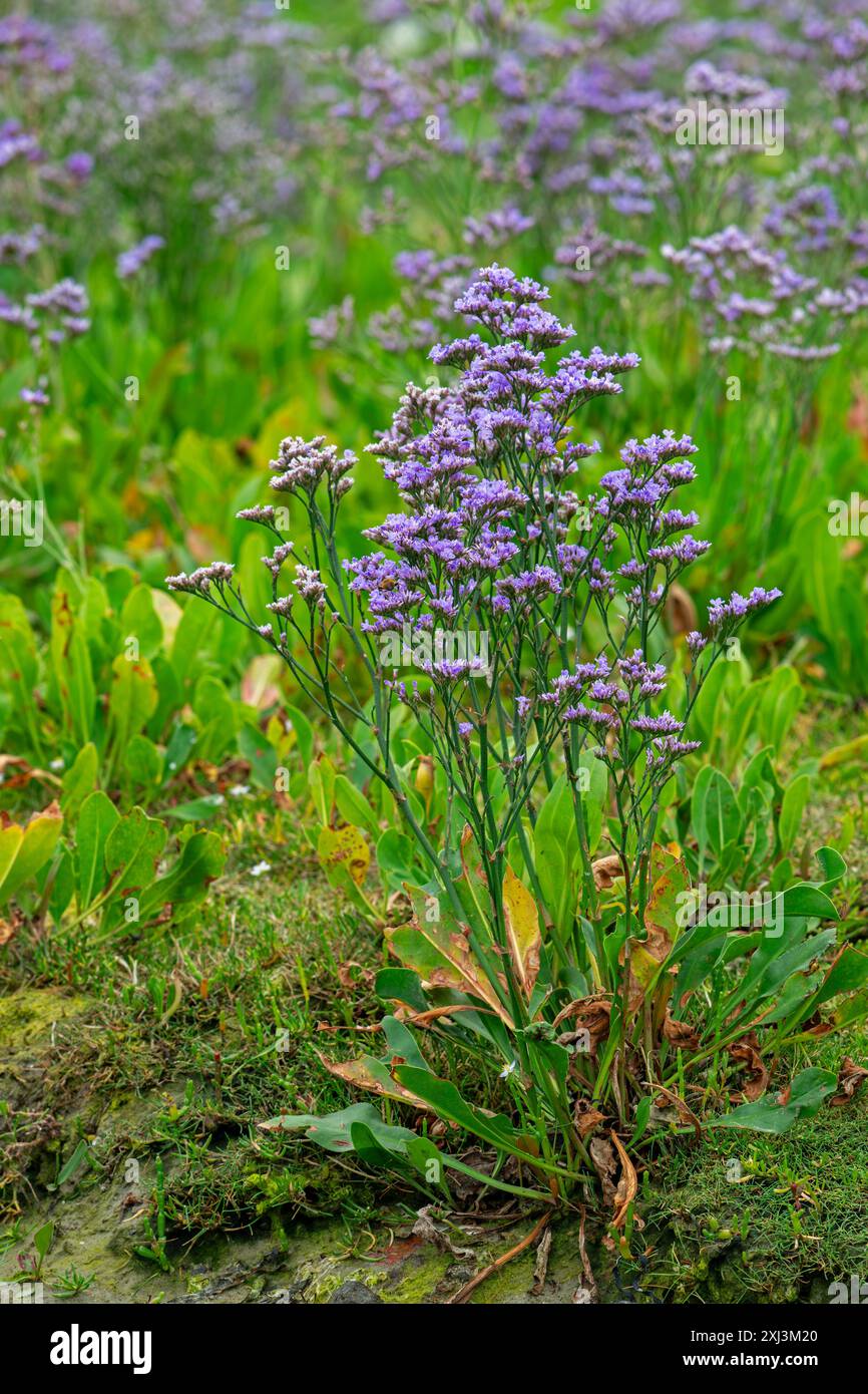 Common sea-lavender (Limonium vulgare) in flower in saltmarsh / salt ...