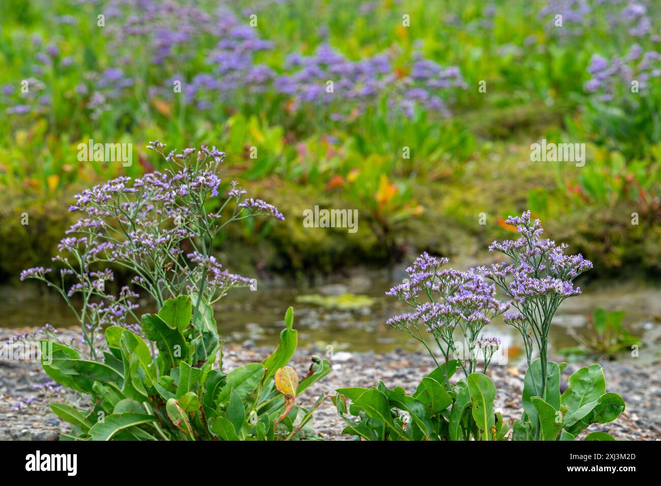 Common sea-lavender (Limonium vulgare) in flower in saltmarsh / salt ...
