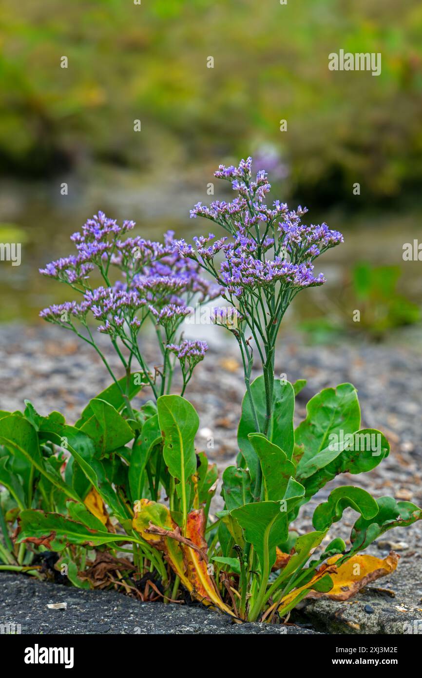 Common sea-lavender (Limonium vulgare) in flower in saltmarsh / salt ...