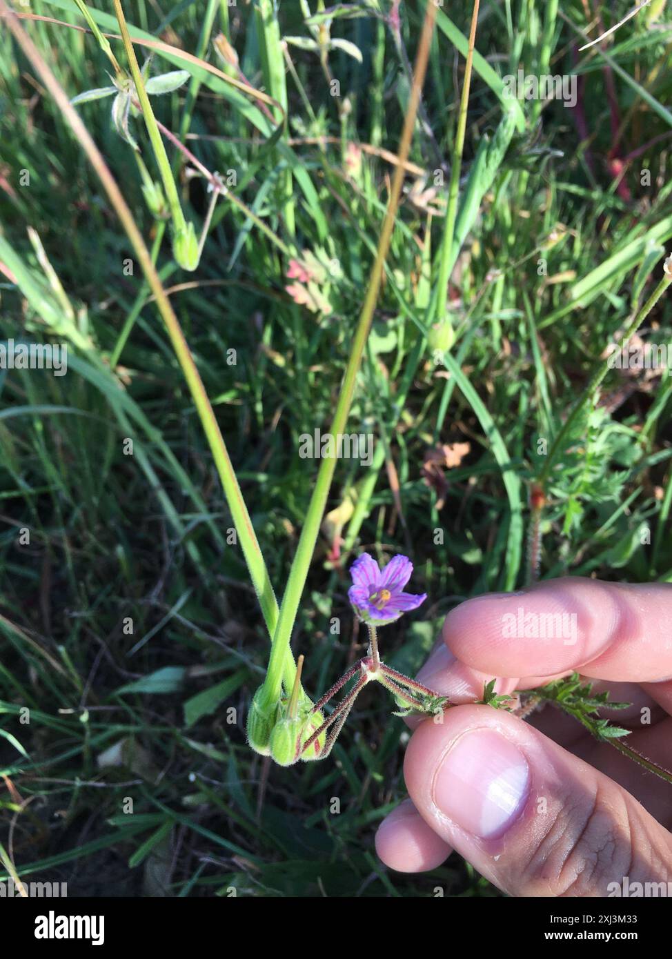 Mediterranean Stork's-bill (Erodium botrys) Plantae Stock Photo - Alamy