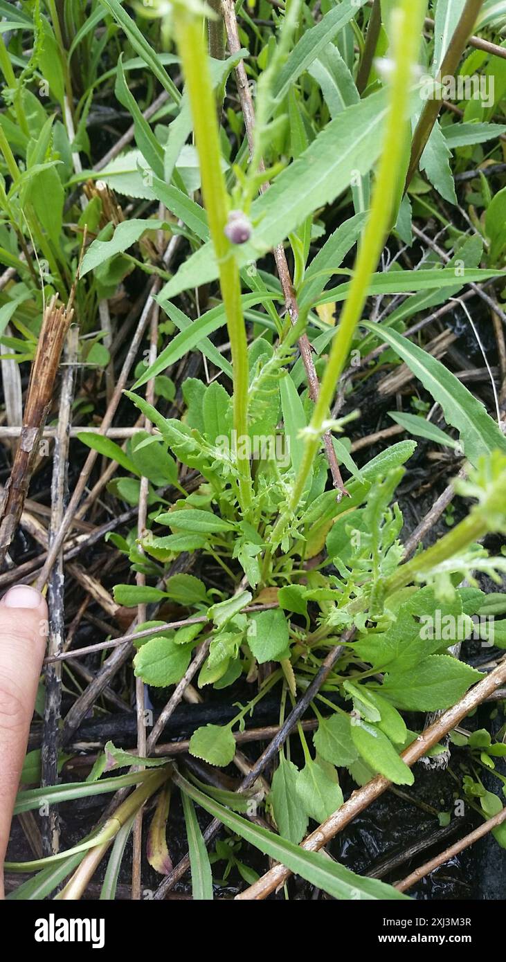 Prairie Groundsel (Packera plattensis) Plantae Stock Photo - Alamy