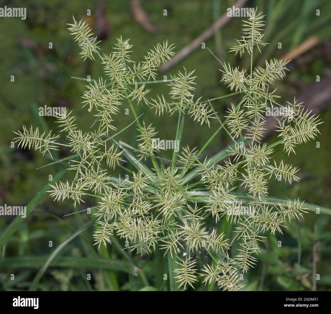 Fragrant flatsedge (Cyperus odoratus) Plantae Stock Photo - Alamy
