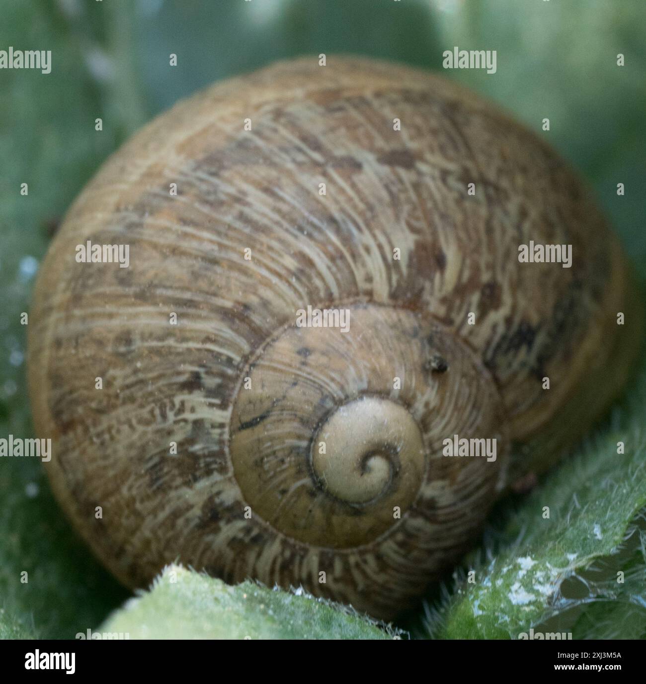 Garden Snail (Cornu aspersum) Mollusca Stock Photo - Alamy