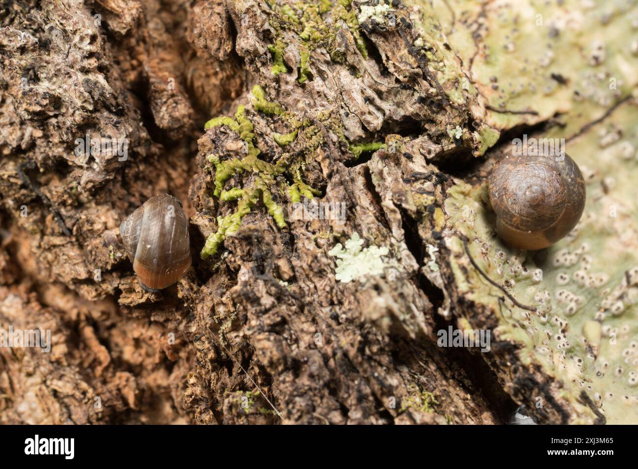 Common Land Snails and Slugs (Stylommatophora) Mollusca Stock Photo - Alamy