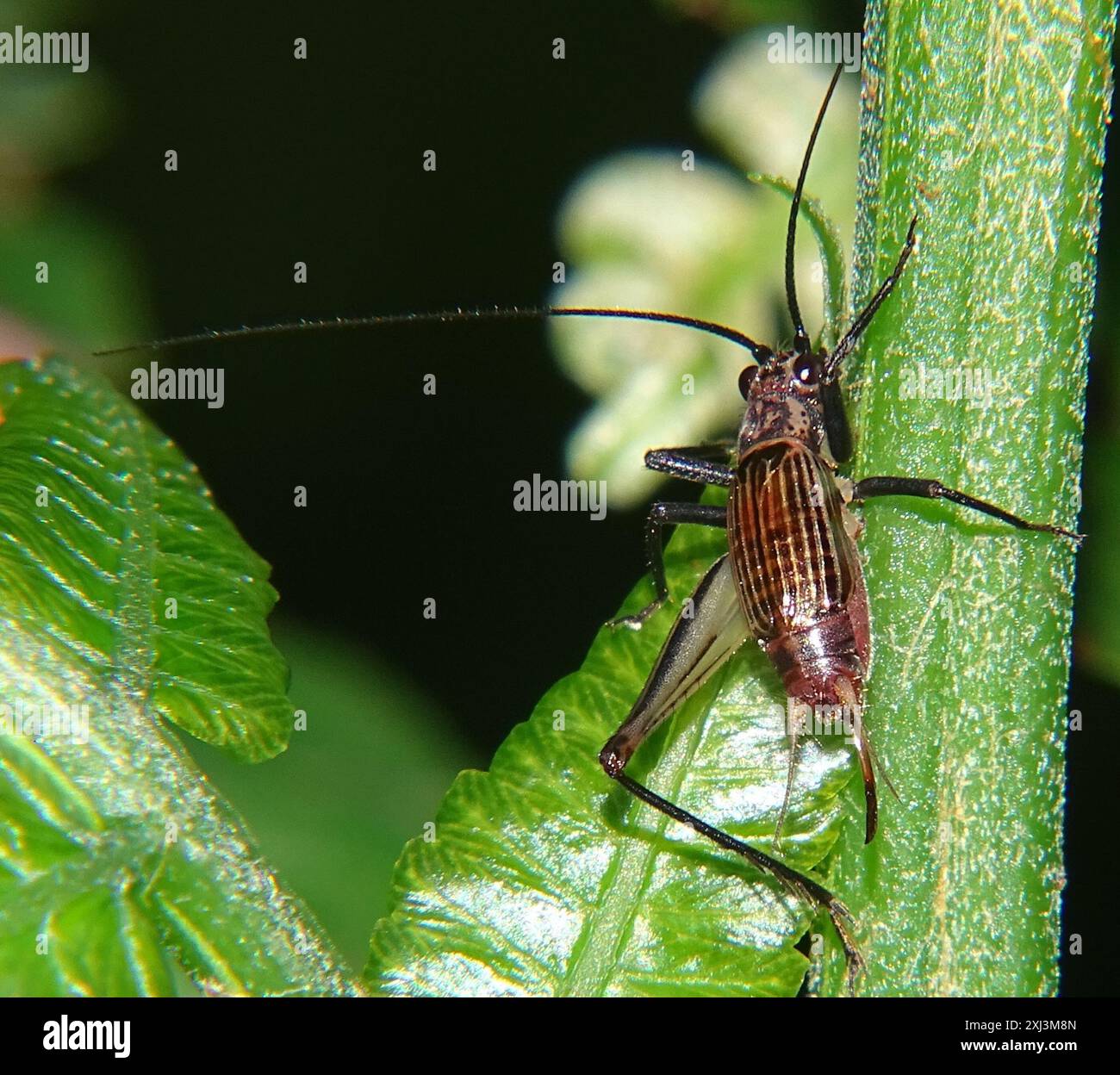 Trigs and Sword-tailed Crickets (Trigonidiinae) Insecta Stock Photo - Alamy
