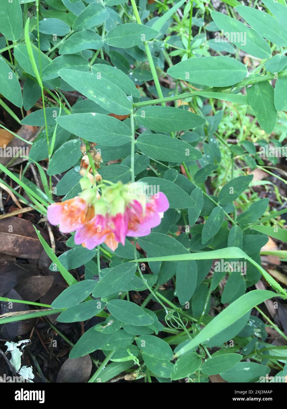 Pacific pea (Lathyrus vestitus) Plantae Stock Photo - Alamy