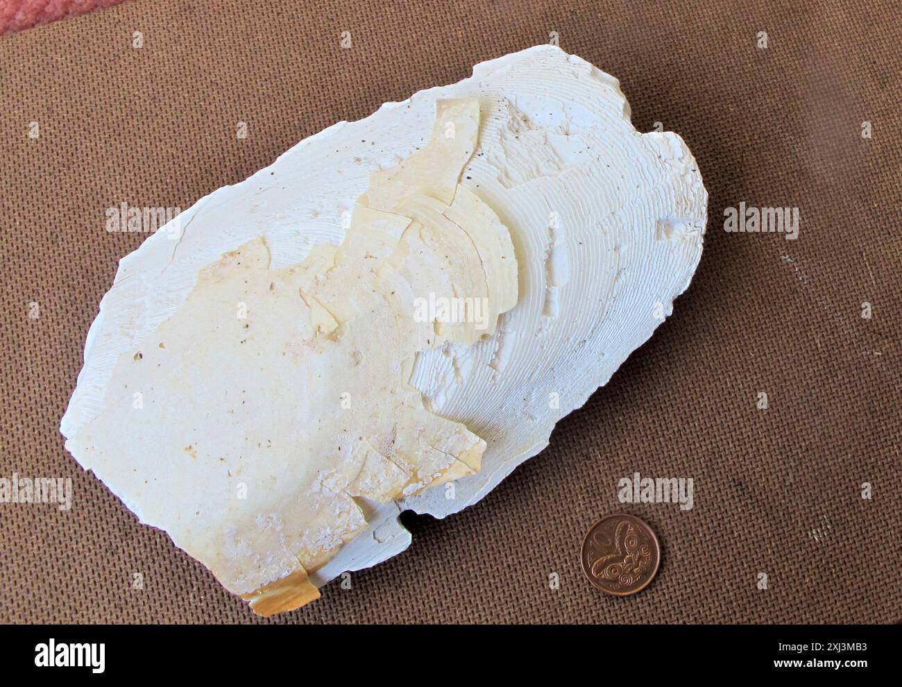 Cuttlefishes (Sepiidae) Mollusca Stock Photo - Alamy