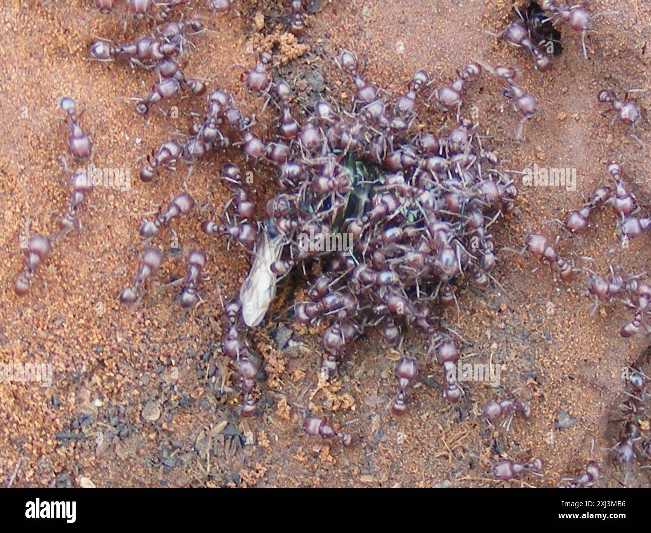 Red Fierce ant (Tetramorium setuliferum) Insecta Stock Photo - Alamy