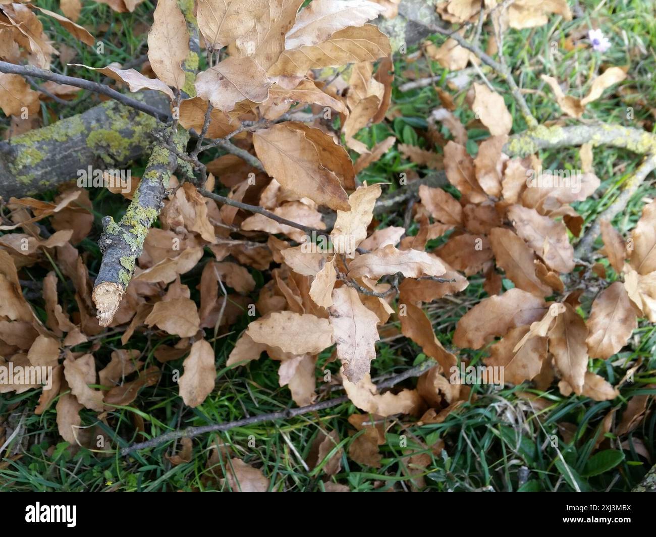 Macedonian Oak (Quercus trojana) Plantae Stock Photo - Alamy