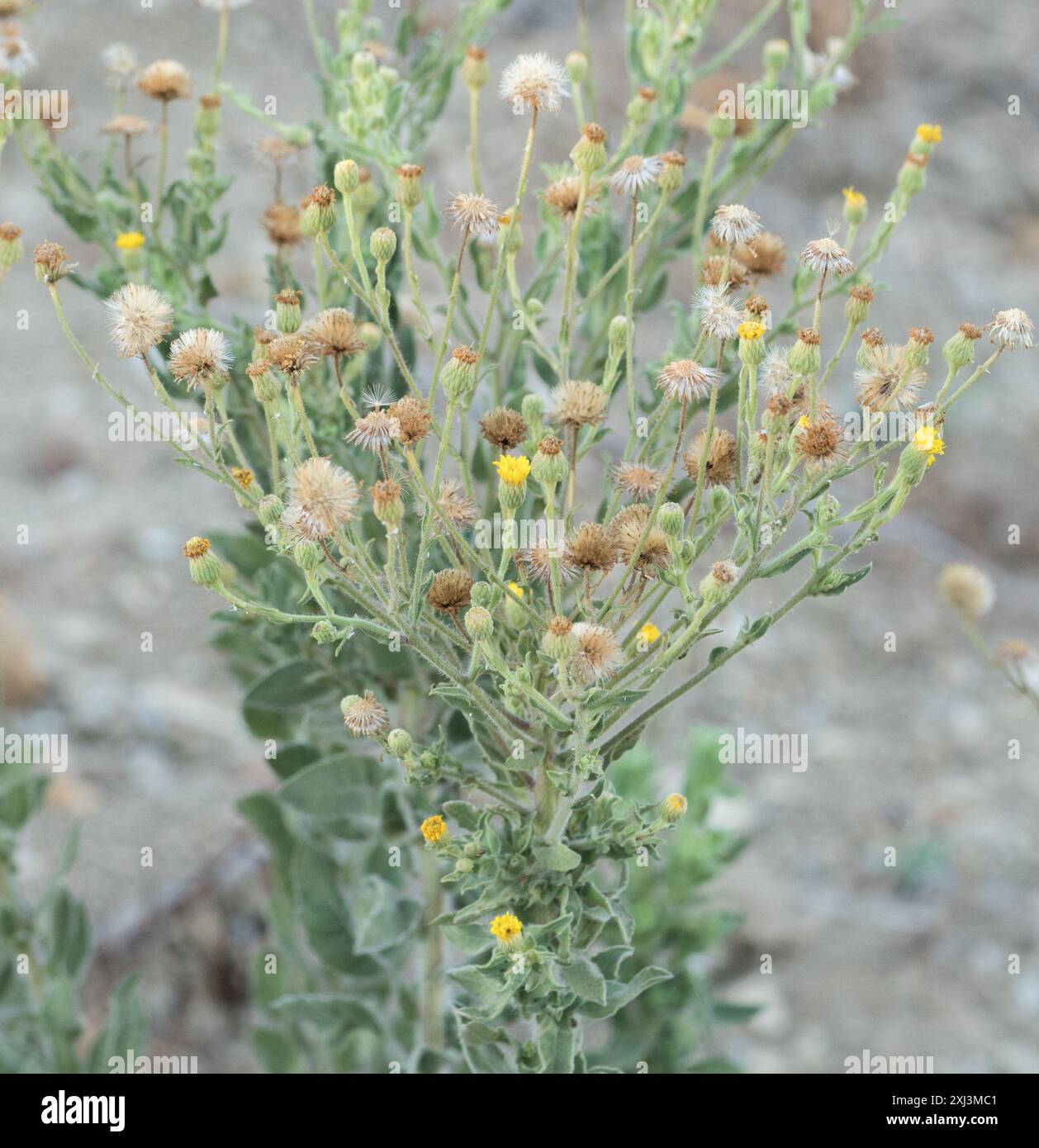 Telegraphweed (Heterotheca grandiflora) Plantae Stock Photo - Alamy