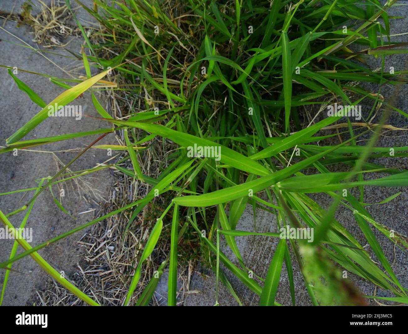 guinea grass (Megathyrsus maximus) Plantae Stock Photo - Alamy
