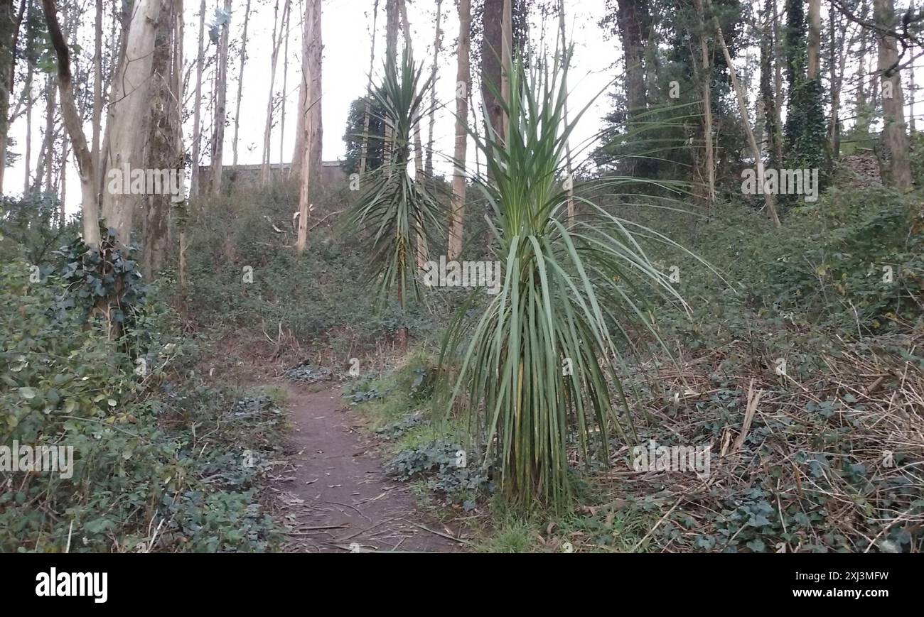 New Zealand cabbage tree (Cordyline australis) Plantae Stock Photo - Alamy