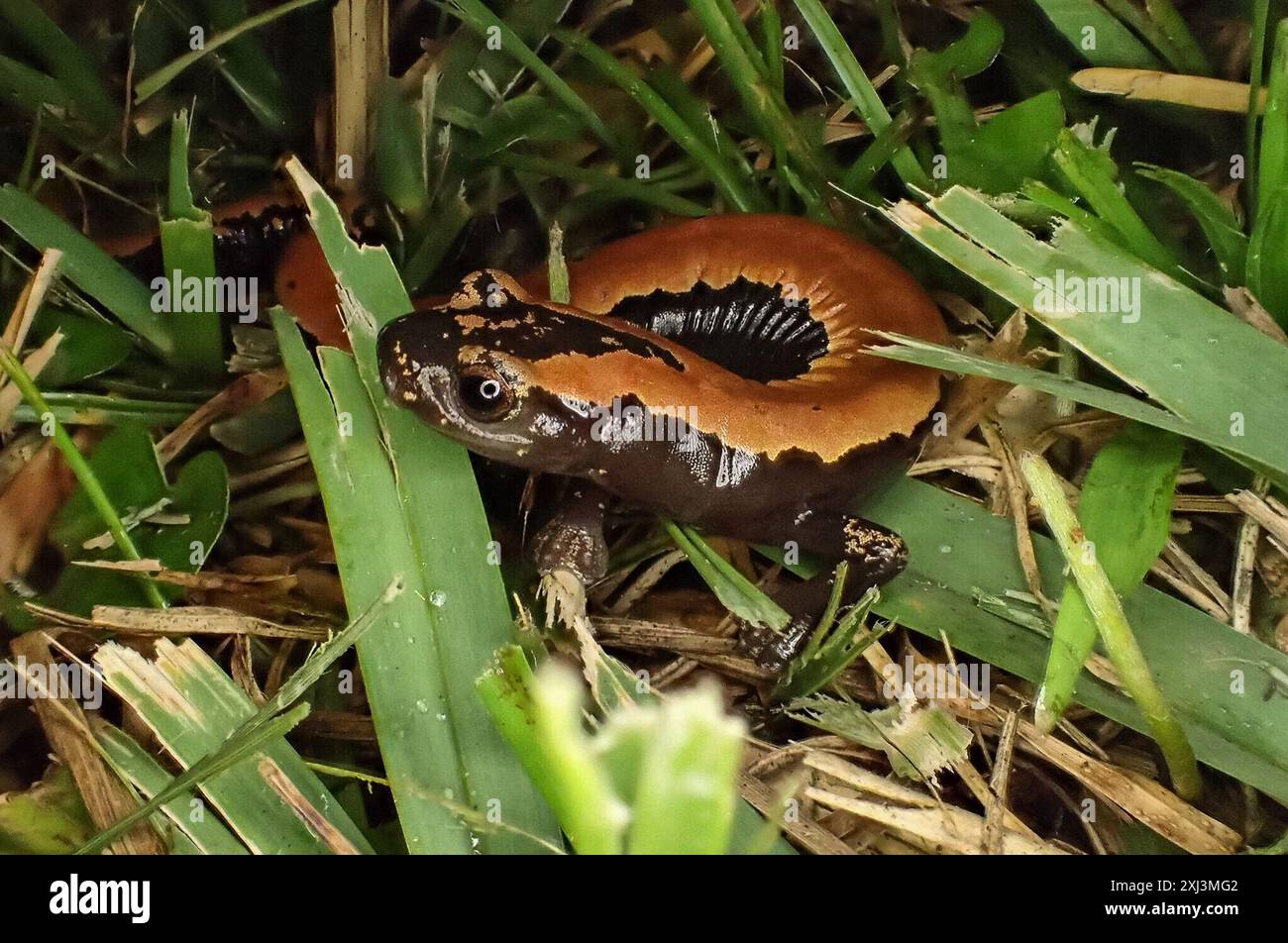 Broadfoot Mushroomtongue Salamander (Bolitoglossa platydactyla ...
