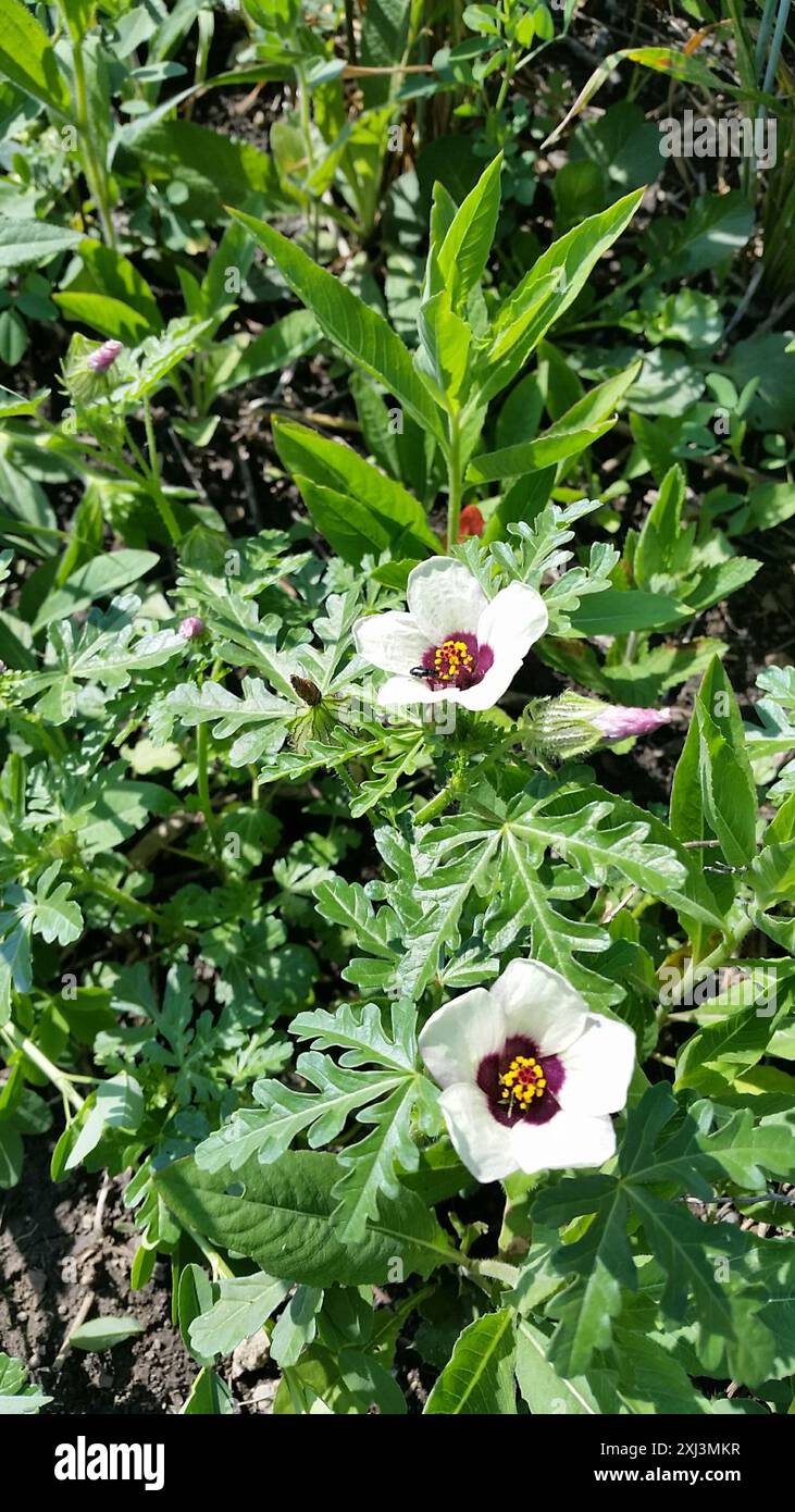 flower-of-an-hour (Hibiscus trionum) Plantae Stock Photo - Alamy