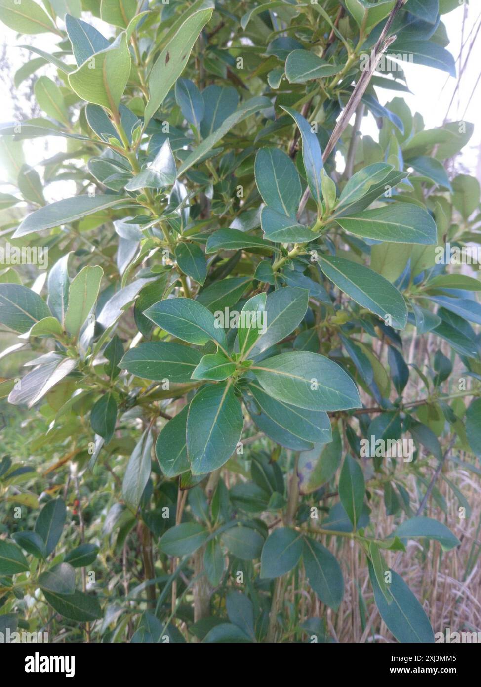 Karamu (Coprosma robusta) Plantae Stock Photo - Alamy