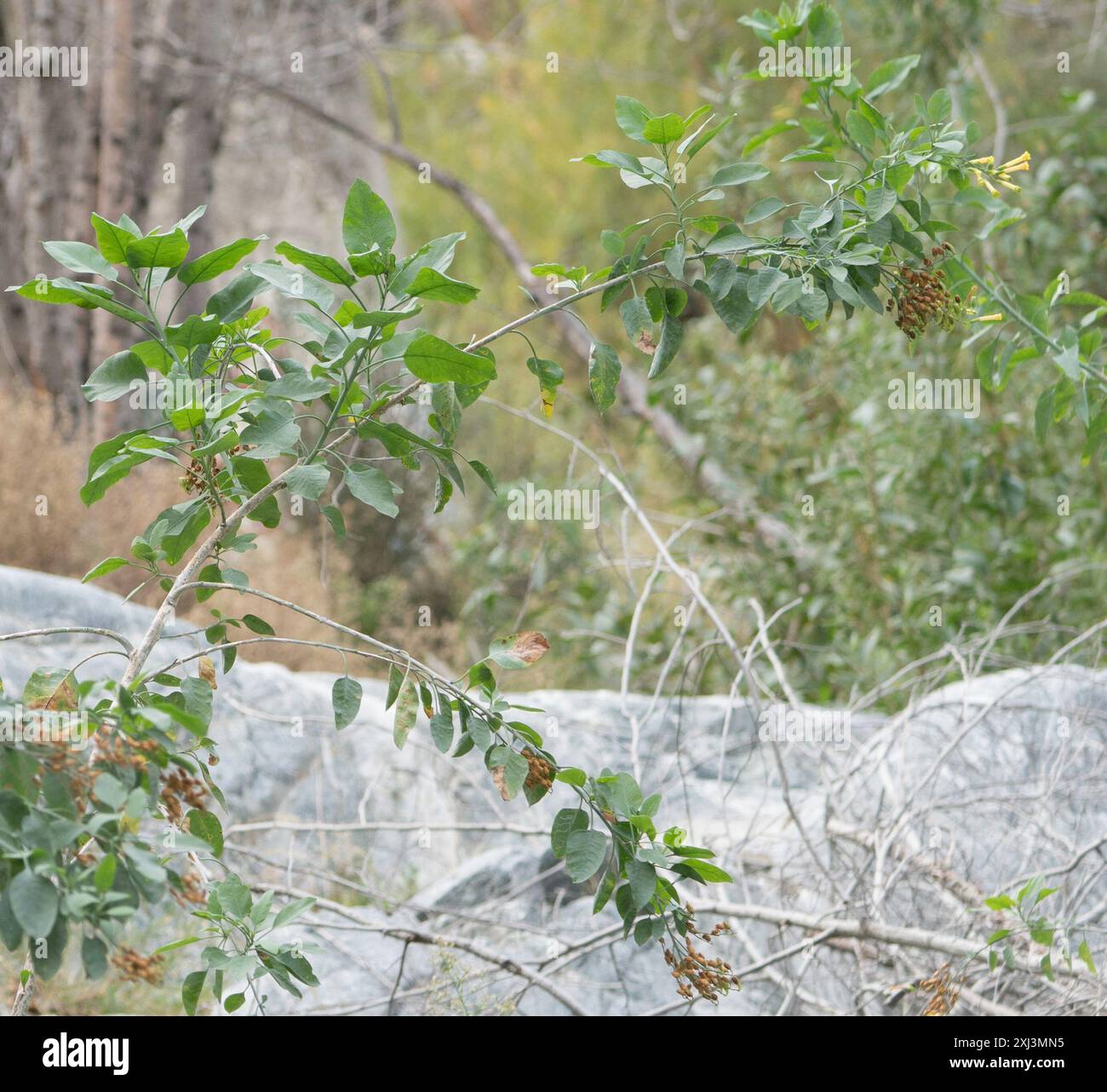 tree tobacco (Nicotiana glauca) Plantae Stock Photo - Alamy