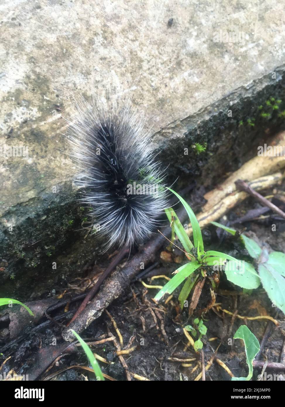 (Macrobrochis gigas) Insecta Stock Photo - Alamy