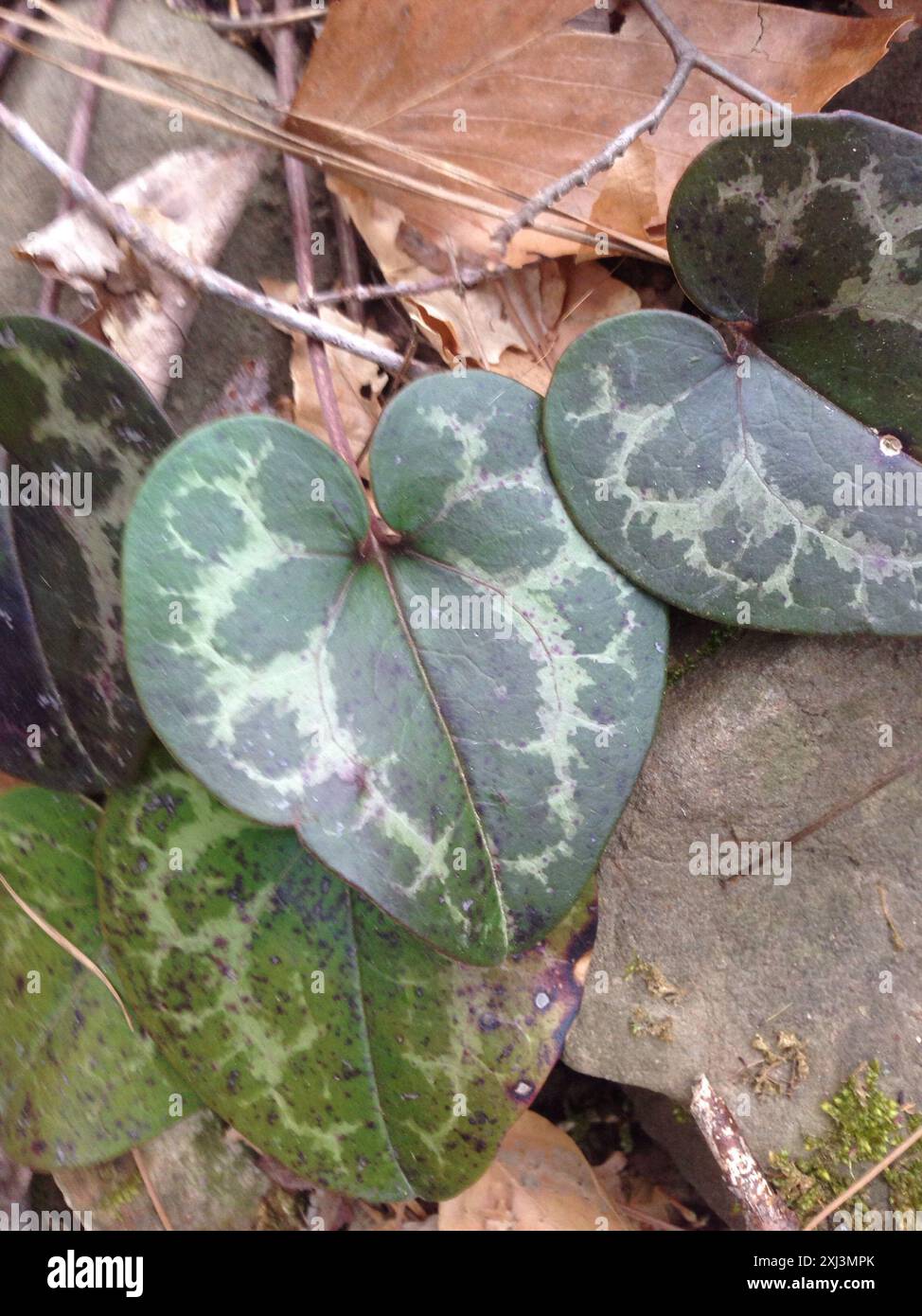 little heartleaf (Asarum minus) Plantae Stock Photo - Alamy