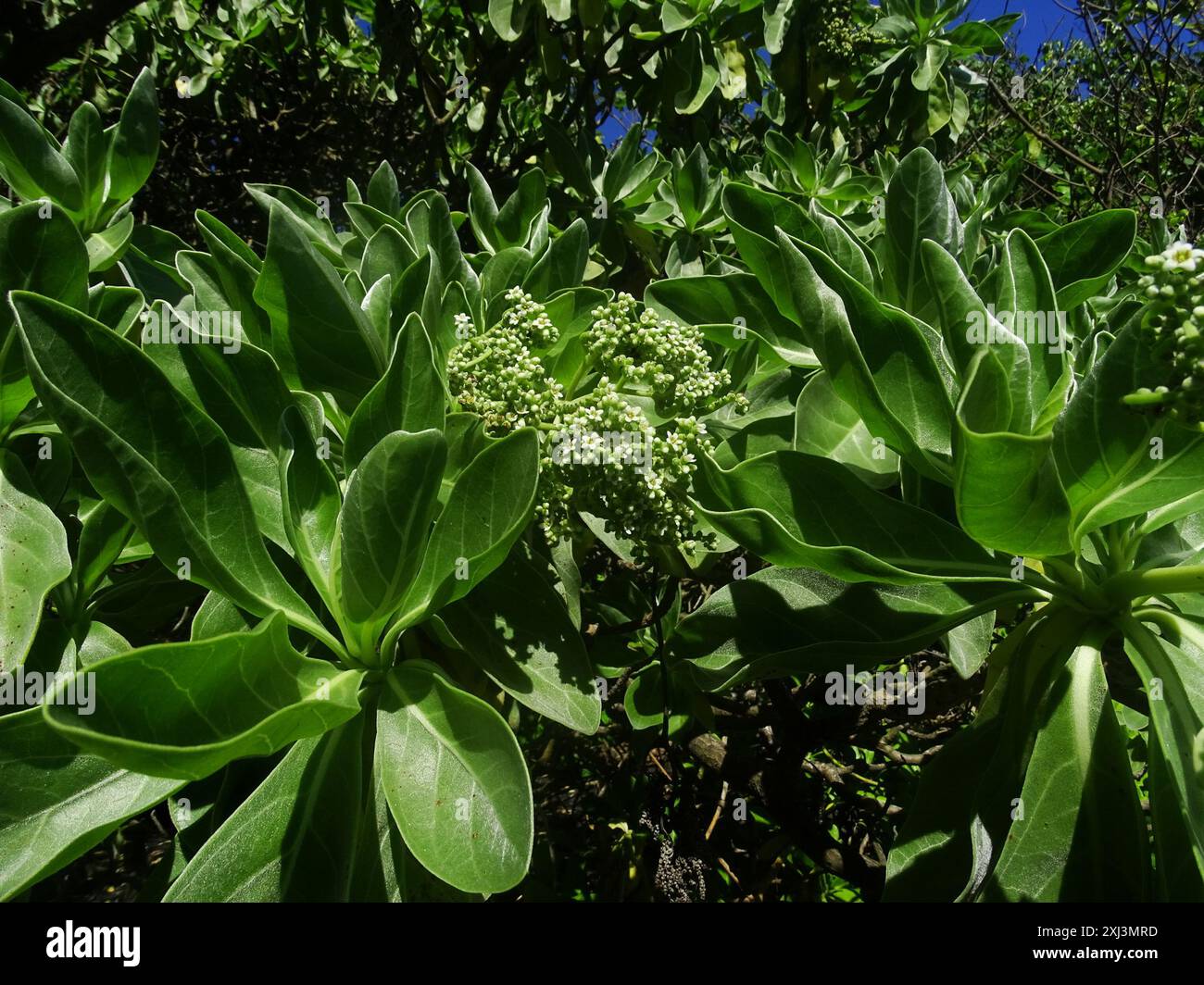 tree heliotrope (Heliotropium arboreum) Plantae Stock Photo - Alamy
