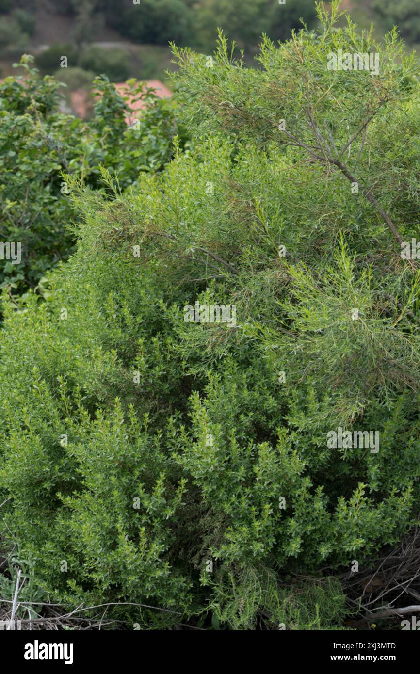 coyote brush (Baccharis pilularis) Plantae Stock Photo - Alamy
