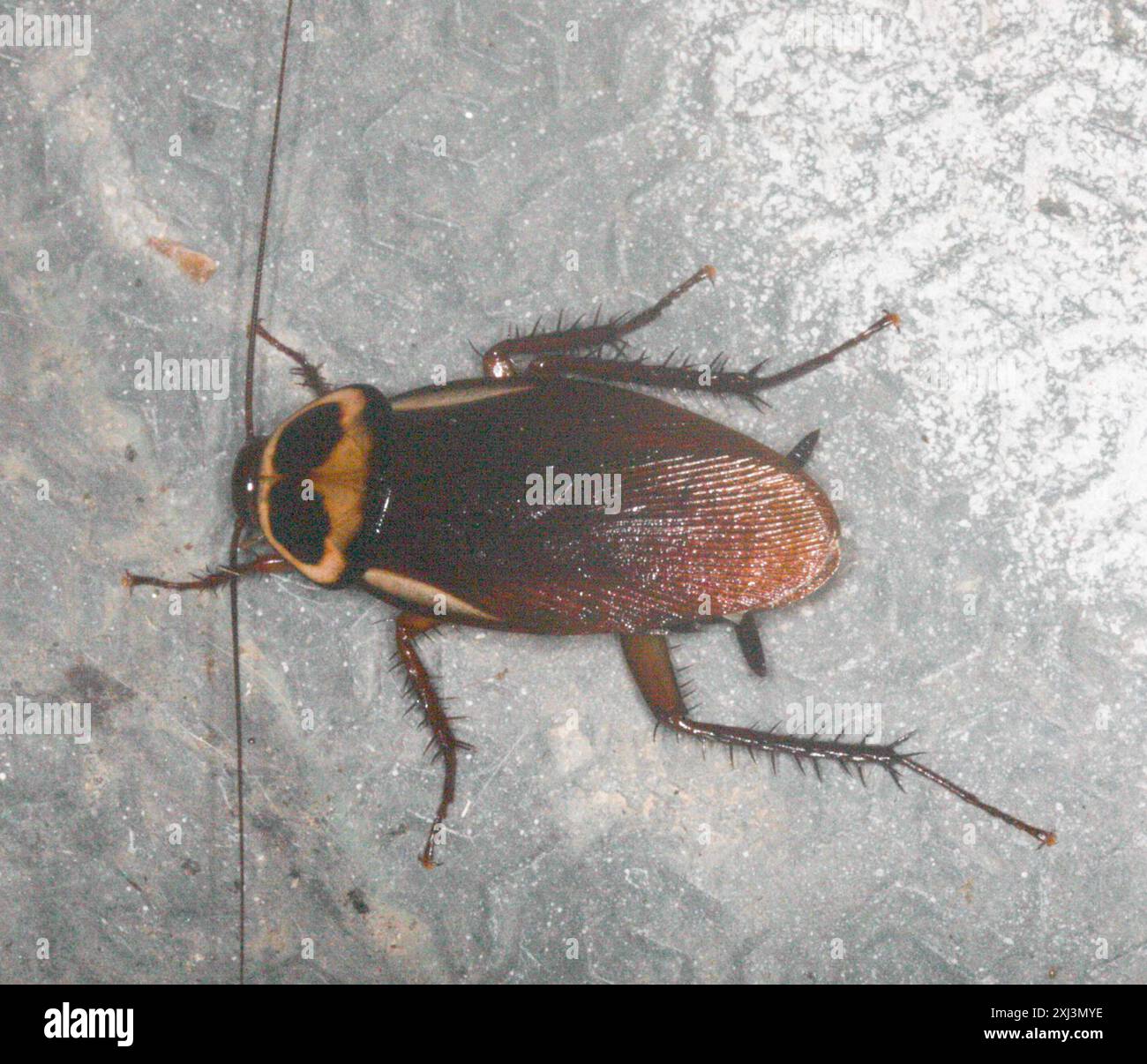 Australian Cockroach (Periplaneta australasiae) Insecta Stock Photo - Alamy