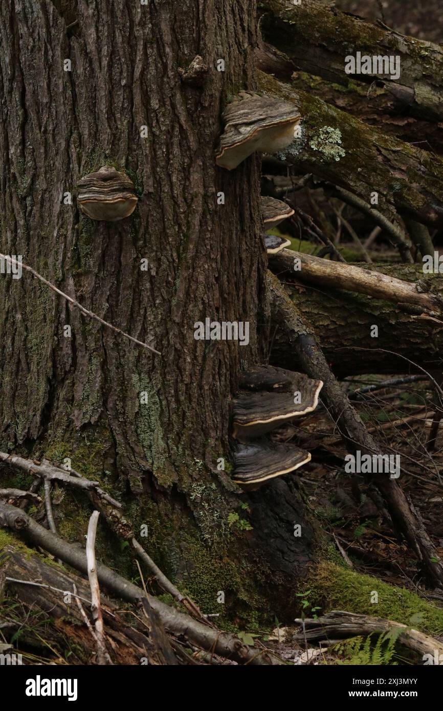 Red-banded Conks (Fomitopsis pinicola) Fungi Stock Photo - Alamy