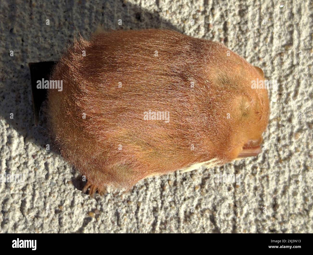 Eastern Red Bat (Lasiurus borealis) Mammalia Stock Photo - Alamy