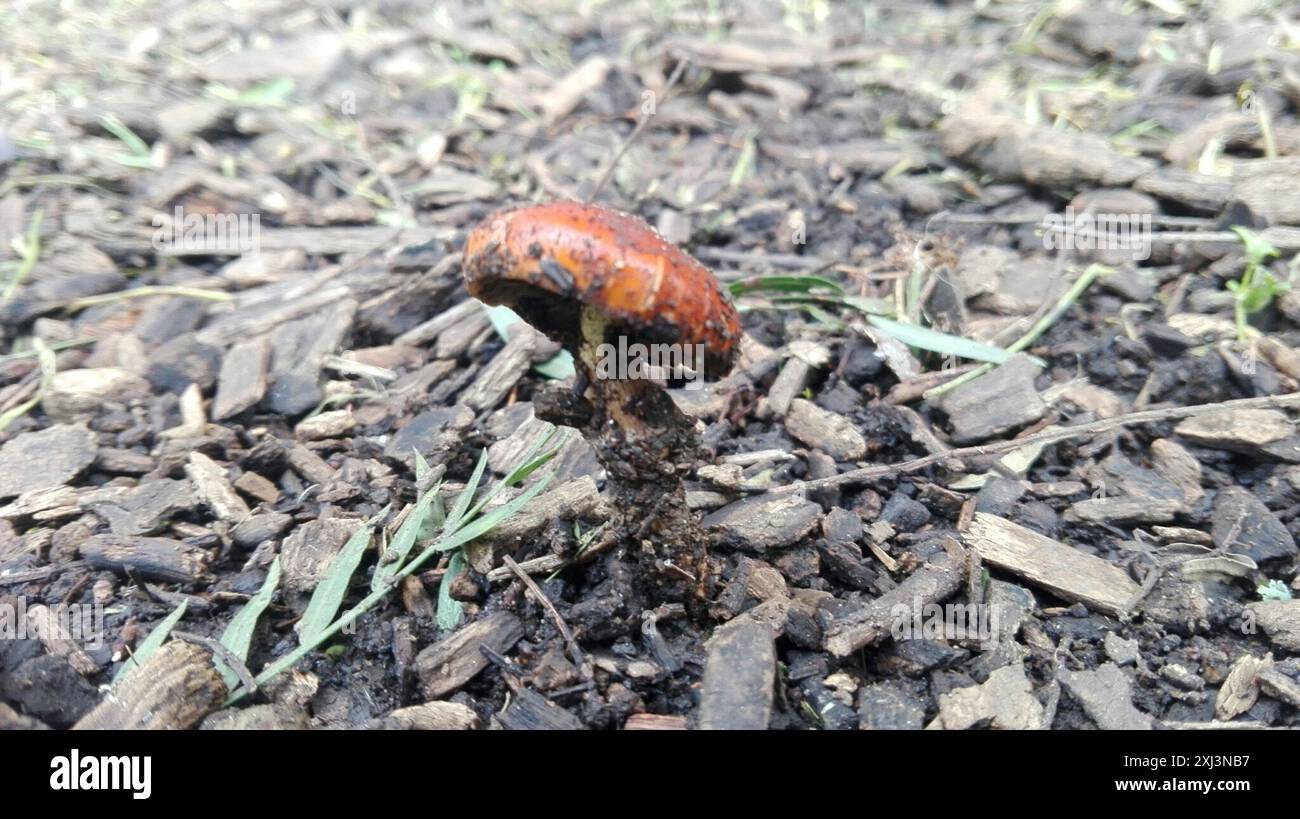 Chip Cherries (Leratiomyces ceres) Fungi Stock Photo - Alamy