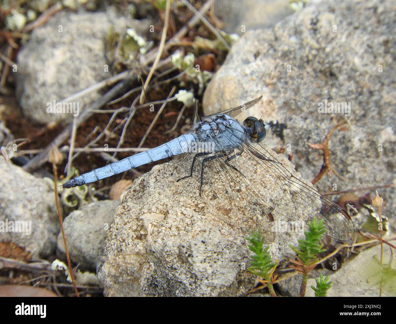 Southern Skimmer (Orthetrum brunneum) Insecta Stock Photo - Alamy