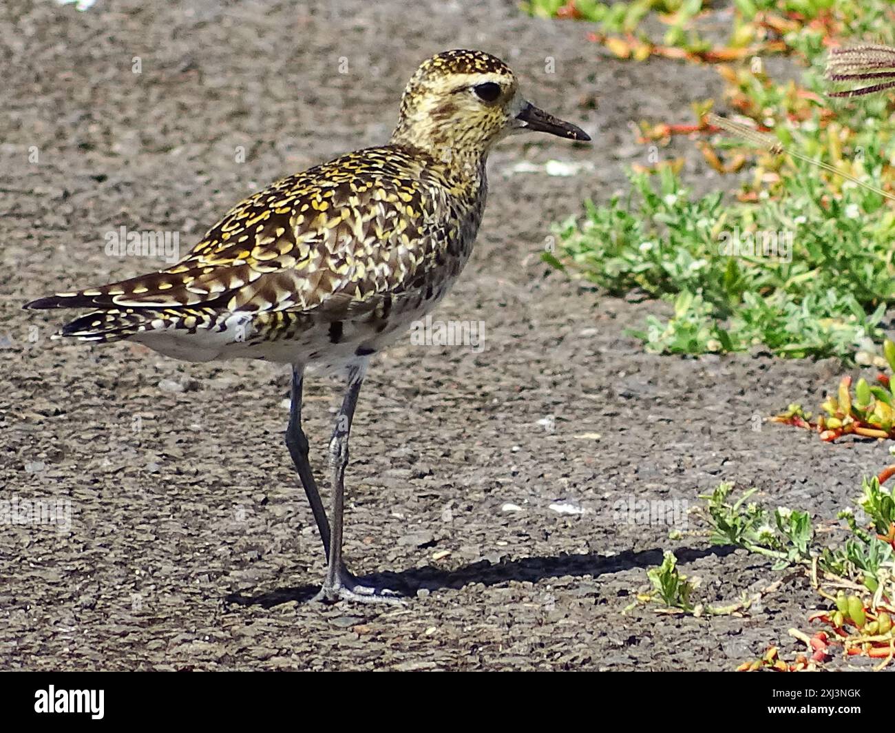 Pacific Golden Plover (Pluvialis fulva) Aves Stock Photo - Alamy