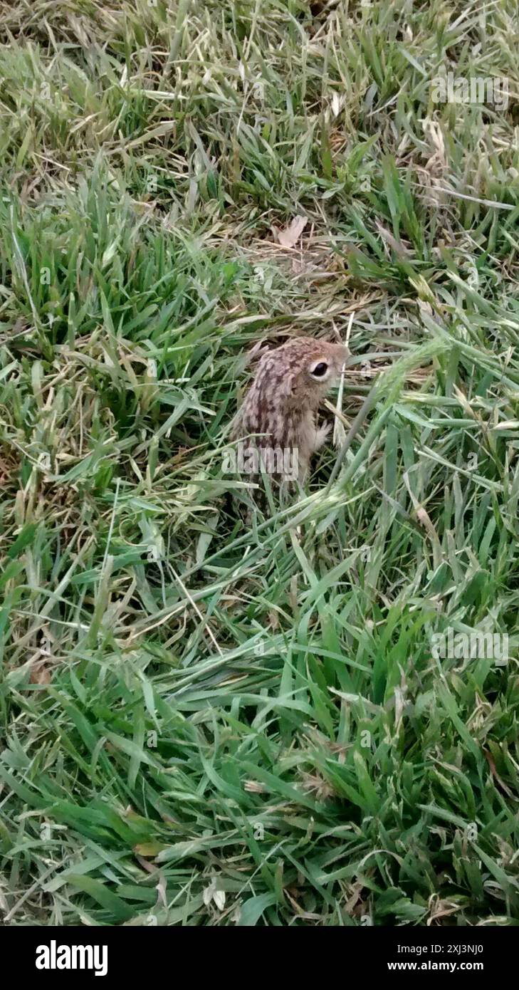 Thirteen-lined Ground Squirrel (Ictidomys tridecemlineatus) Mammalia ...