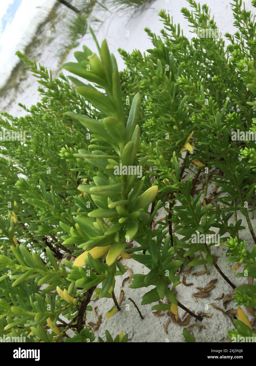 Dune Marsh-elder (Iva imbricata) Plantae Stock Photo - Alamy