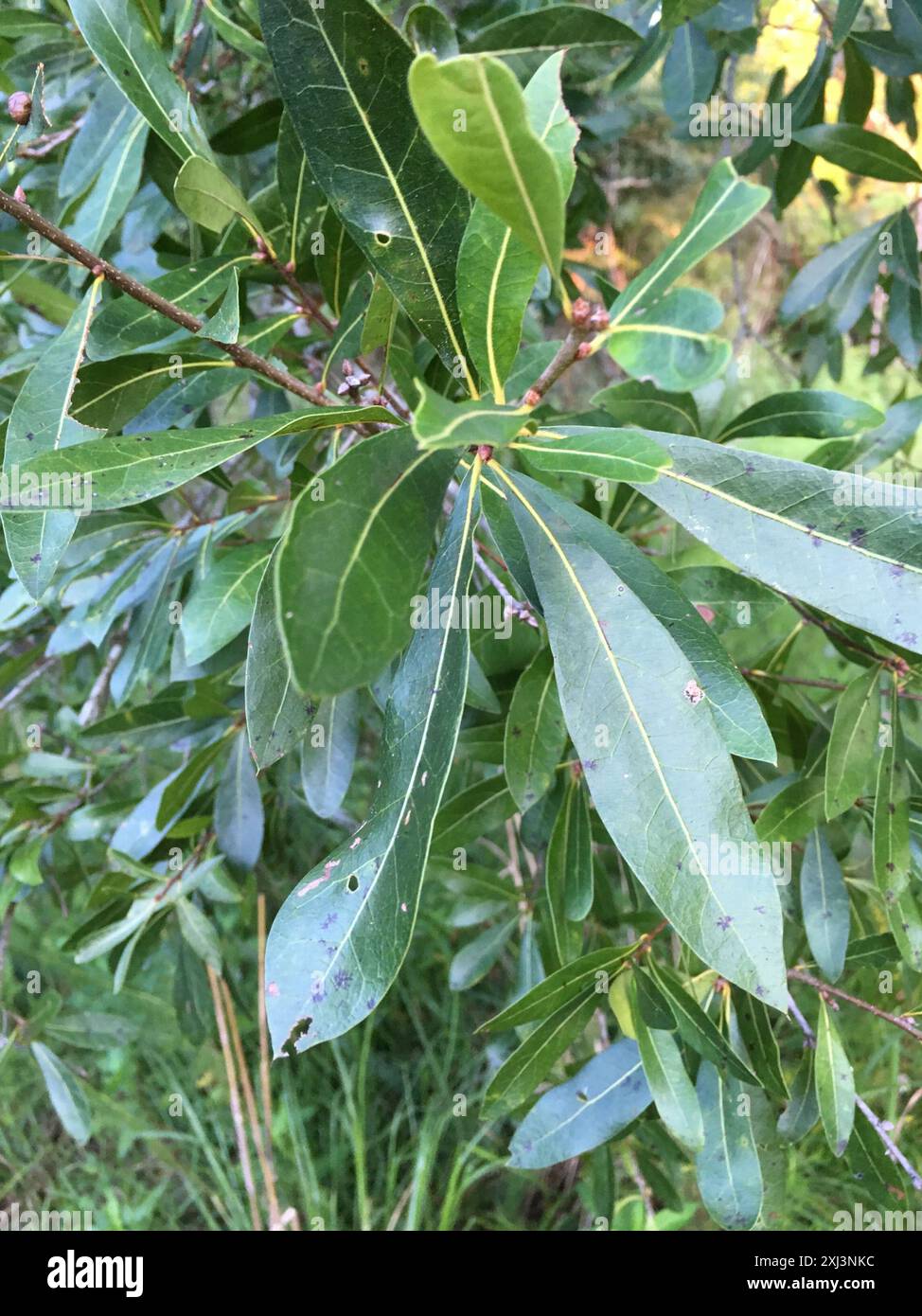 Darlington Oak (Quercus hemisphaerica) Plantae Stock Photo - Alamy