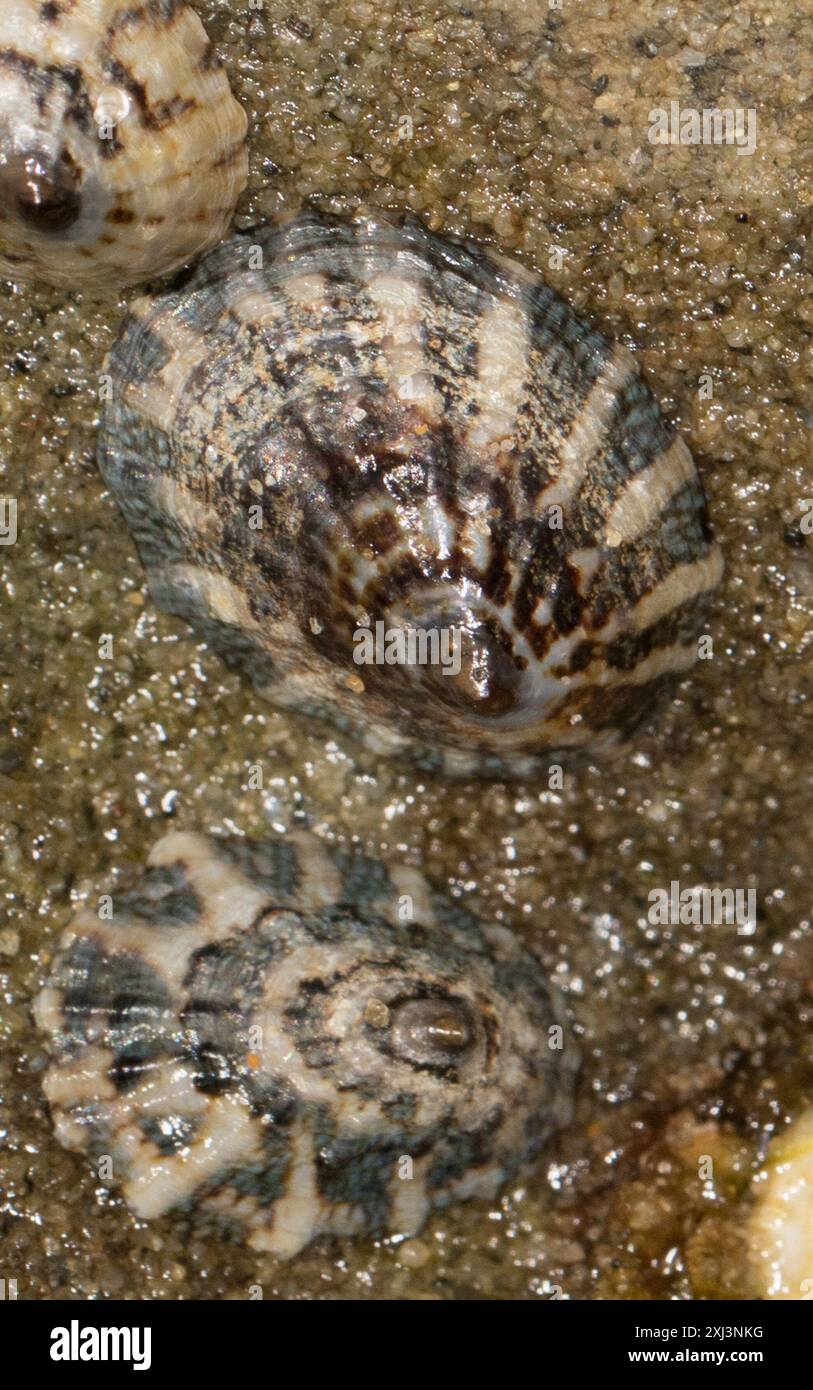Southern Finger Limpet (Lottia austrodigitalis) Mollusca Stock Photo ...
