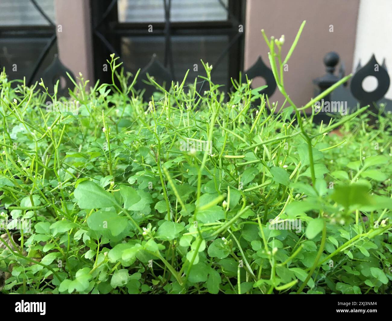 Bittercresses and Toothworts (Cardamine) Plantae Stock Photo - Alamy