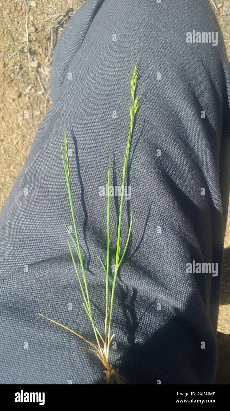 rattail sixweeks grass (Festuca myuros) Plantae Stock Photo - Alamy