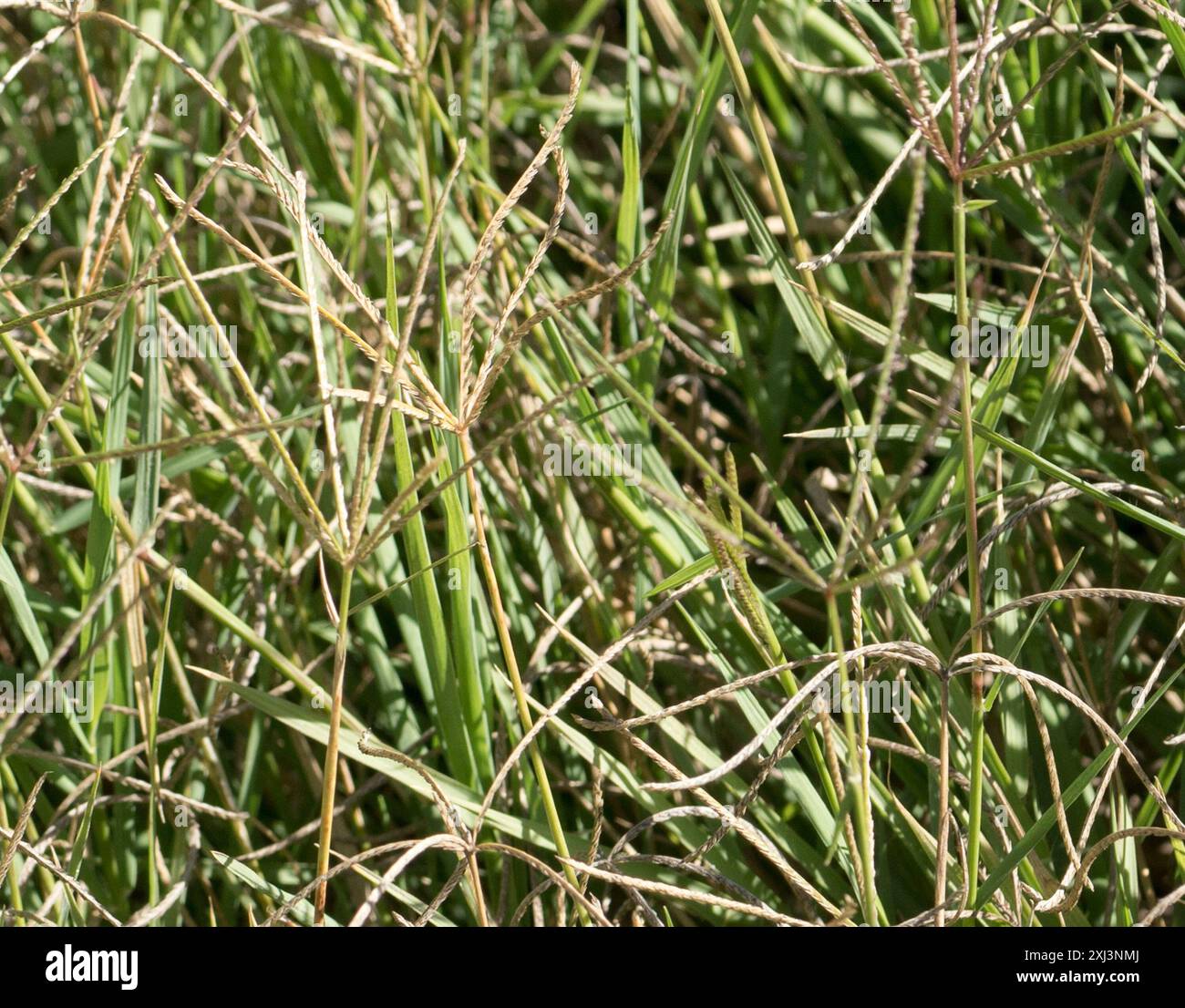 Bermuda grass (Cynodon dactylon) Plantae Stock Photo - Alamy