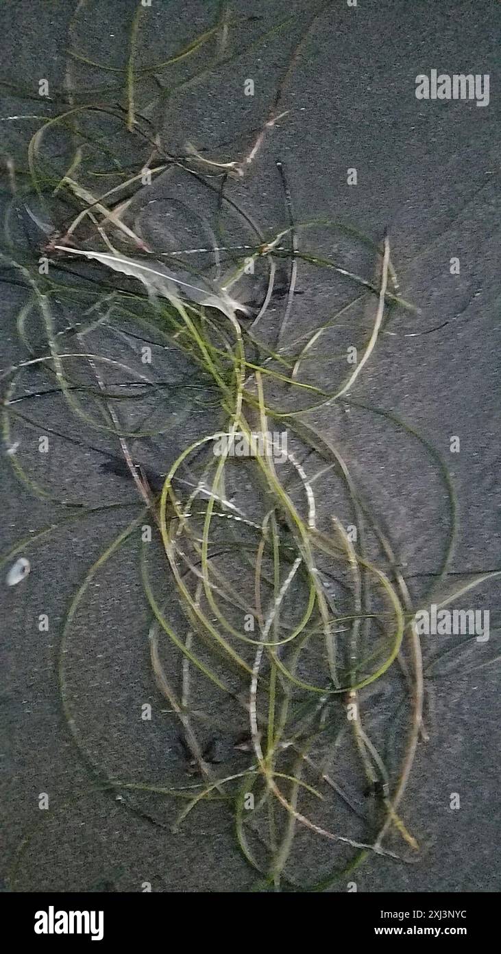 Torrey's Surfgrass (Phyllospadix torreyi) Plantae Stock Photo - Alamy