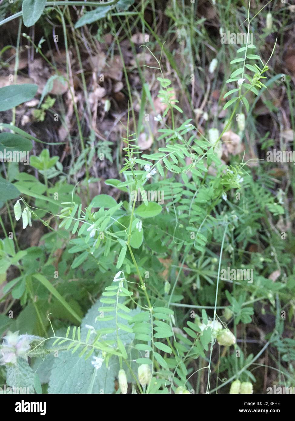 Hairy tare (Vicia hirsuta) Plantae Stock Photo - Alamy
