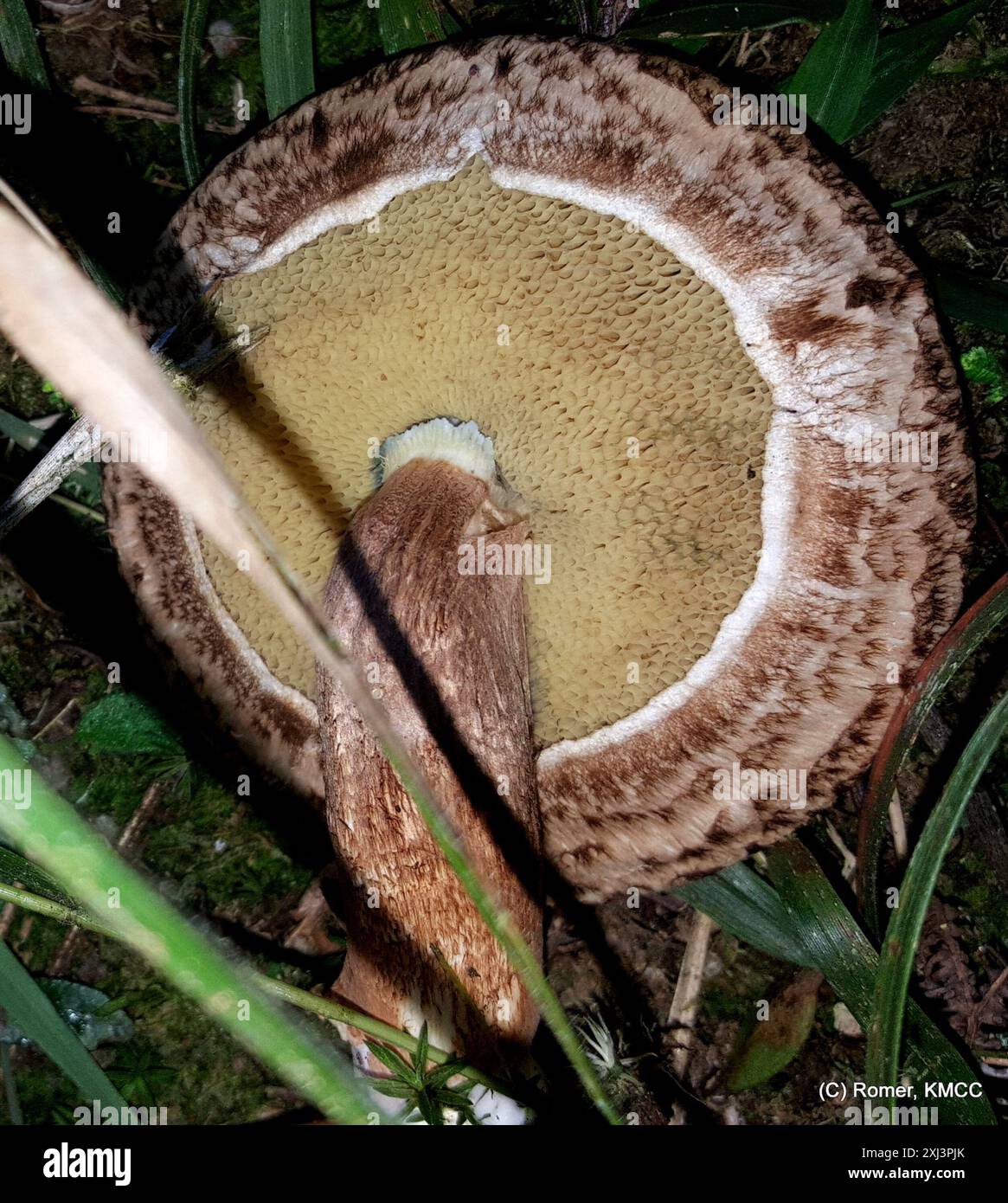 boletes (Boletaceae) Fungi Stock Photo - Alamy