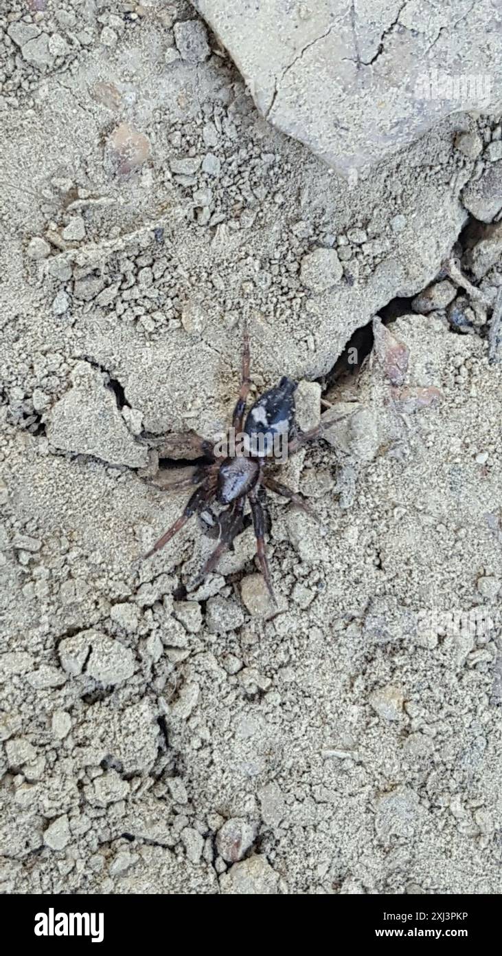 Common Patterned Ant-mimic Ground Spider (Sergiolus montanus) Arachnida ...