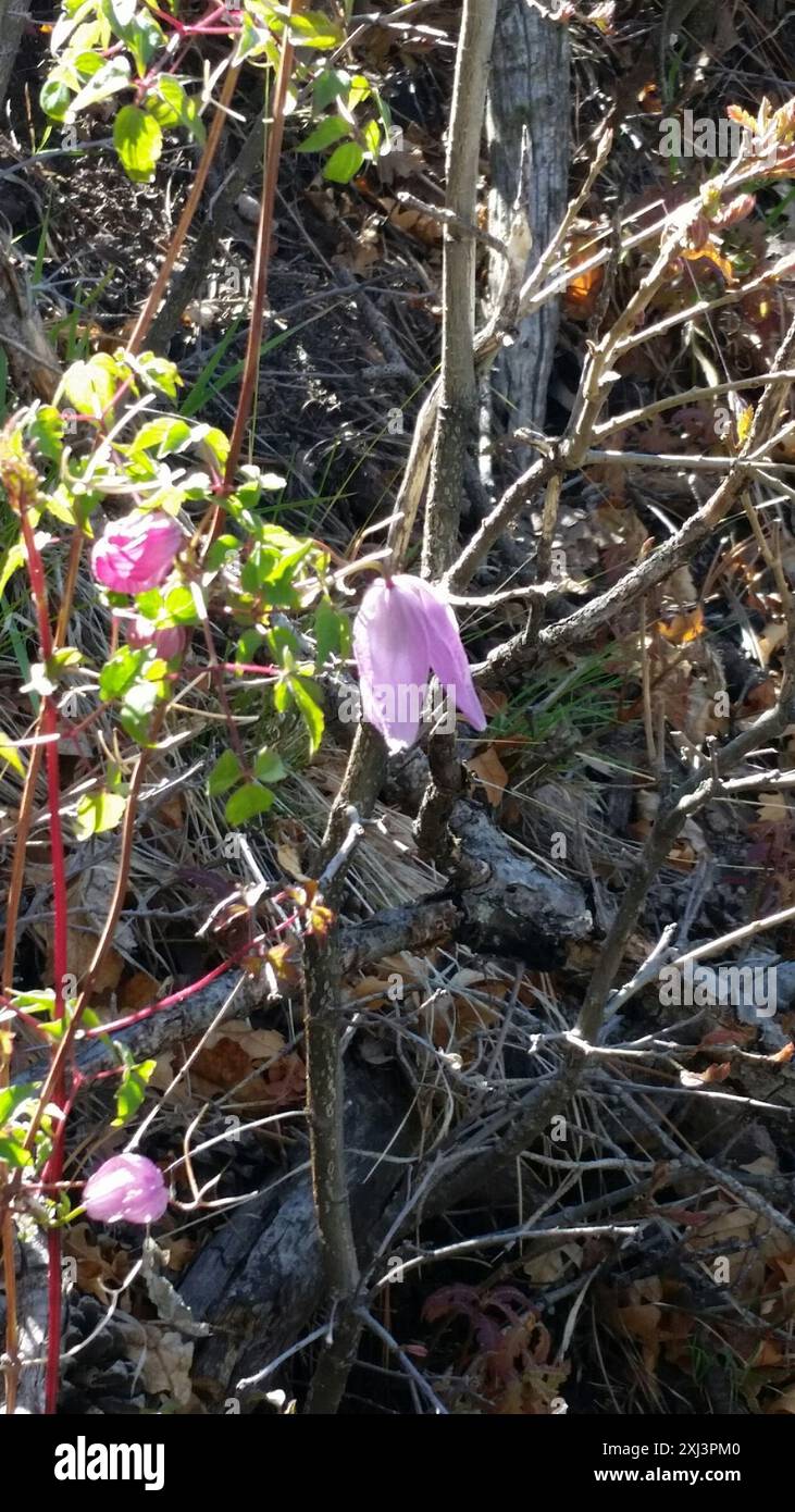 blue clematis (Clematis columbiana) Plantae Stock Photo - Alamy