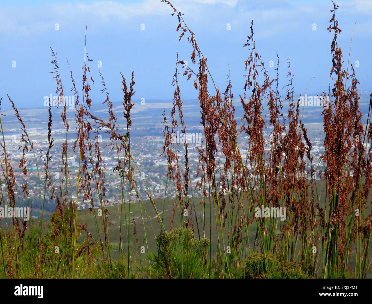 Tall Elephantreed (Rhodocoma gigantea) Plantae Stock Photo - Alamy