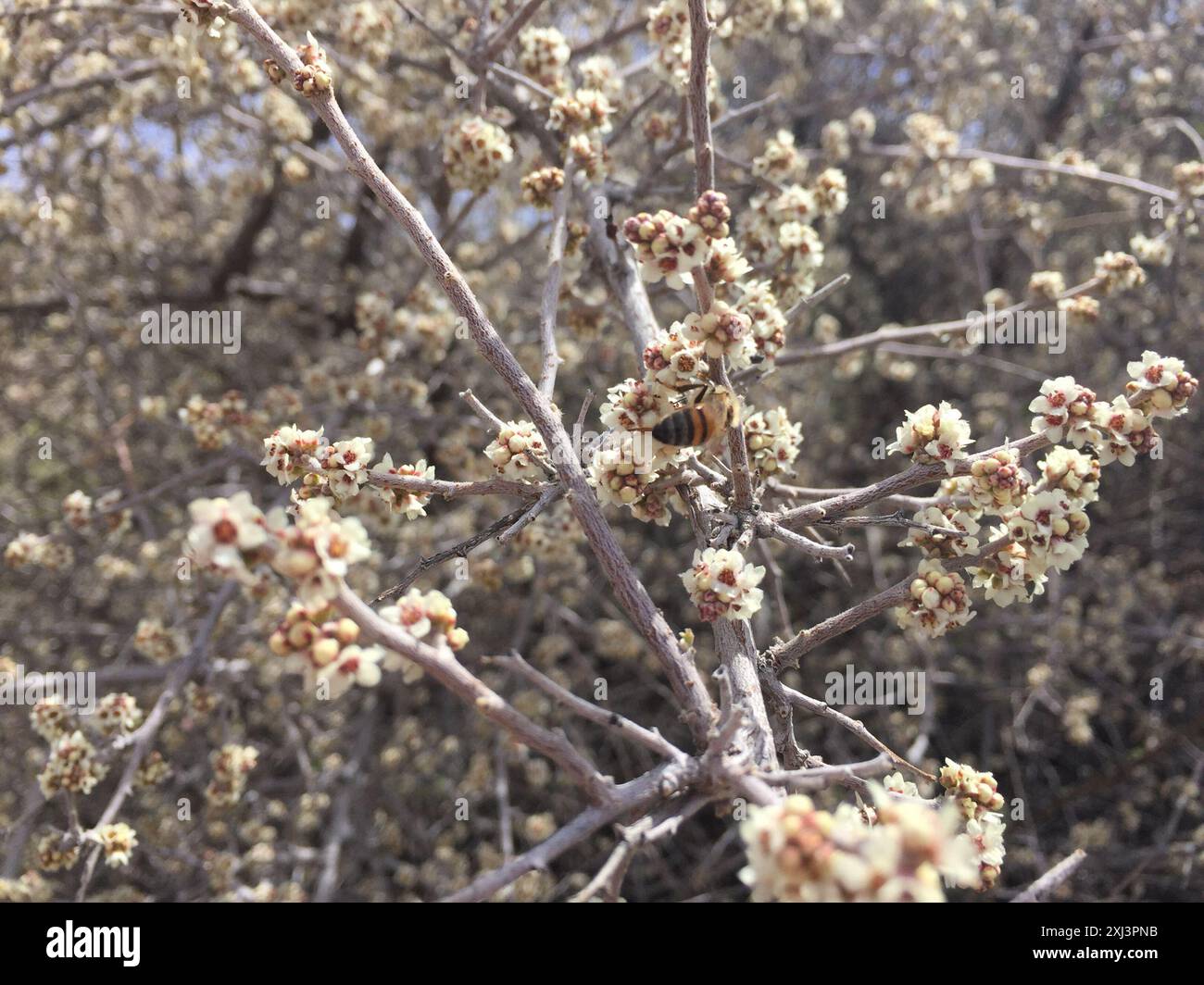 little leaf sumac (Rhus microphylla) Plantae Stock Photo - Alamy
