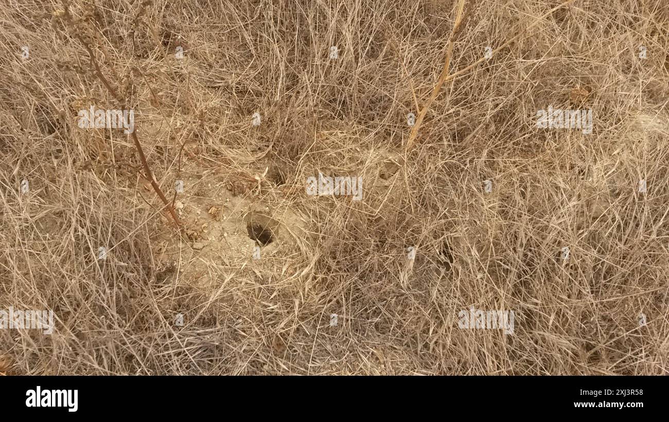 Pocket Gophers (Geomyidae) Mammalia Stock Photo - Alamy