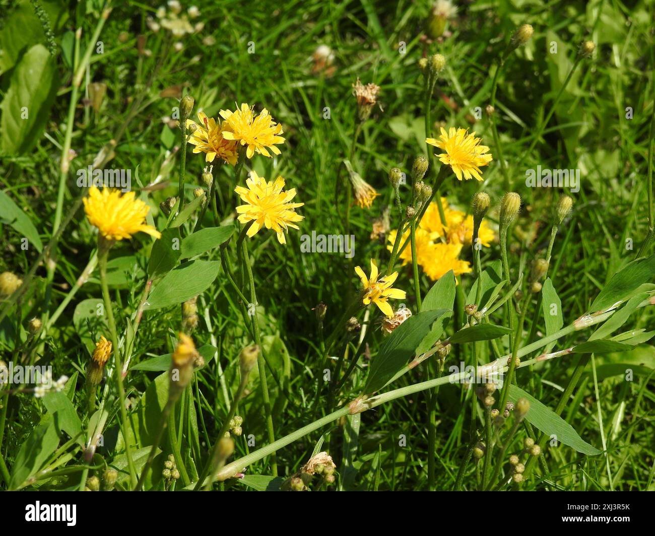 chicories, dandelions, and allies (Cichorioideae) Plantae Stock Photo ...