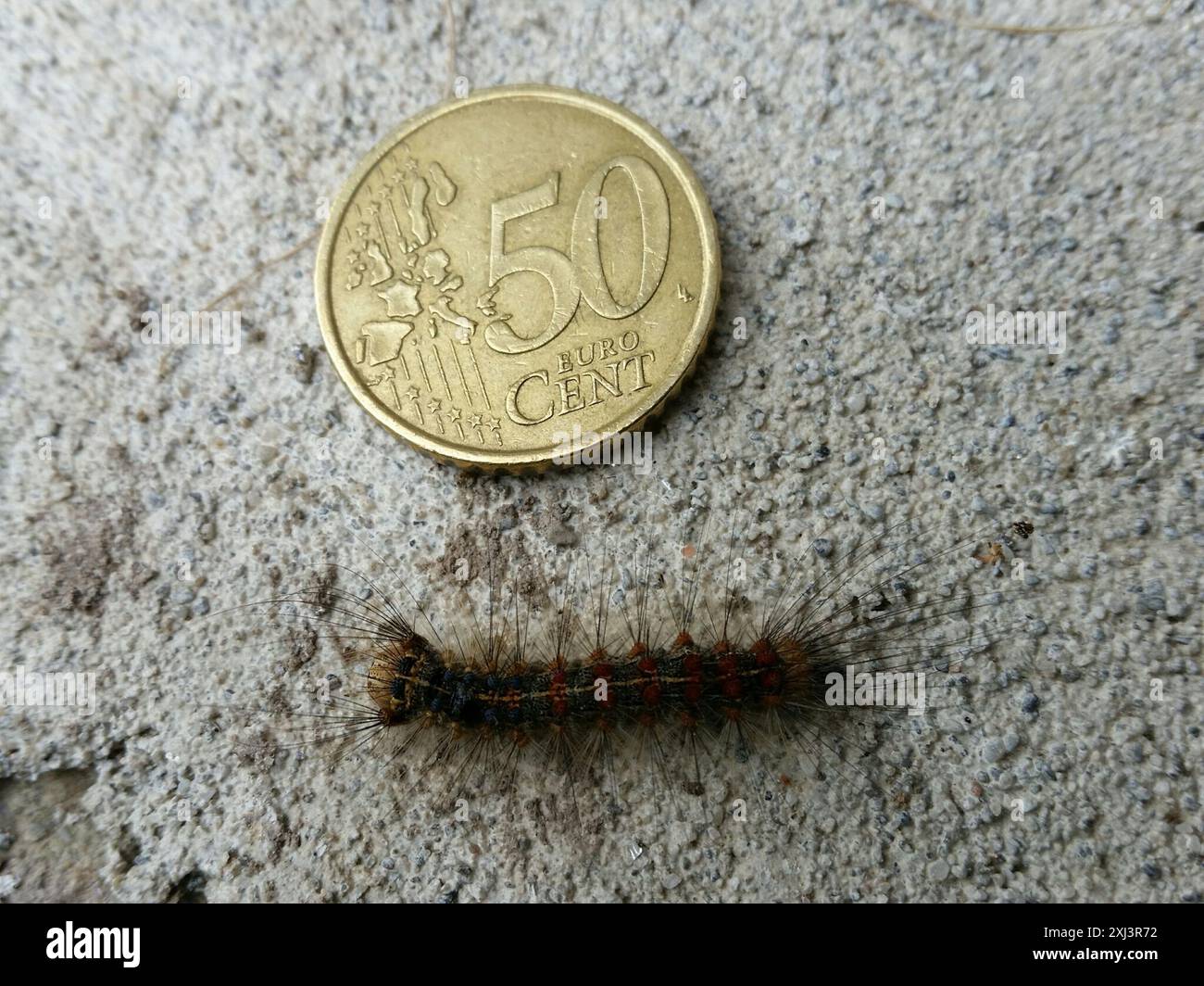 Spongy Moth (Lymantria dispar) Insecta Stock Photo - Alamy