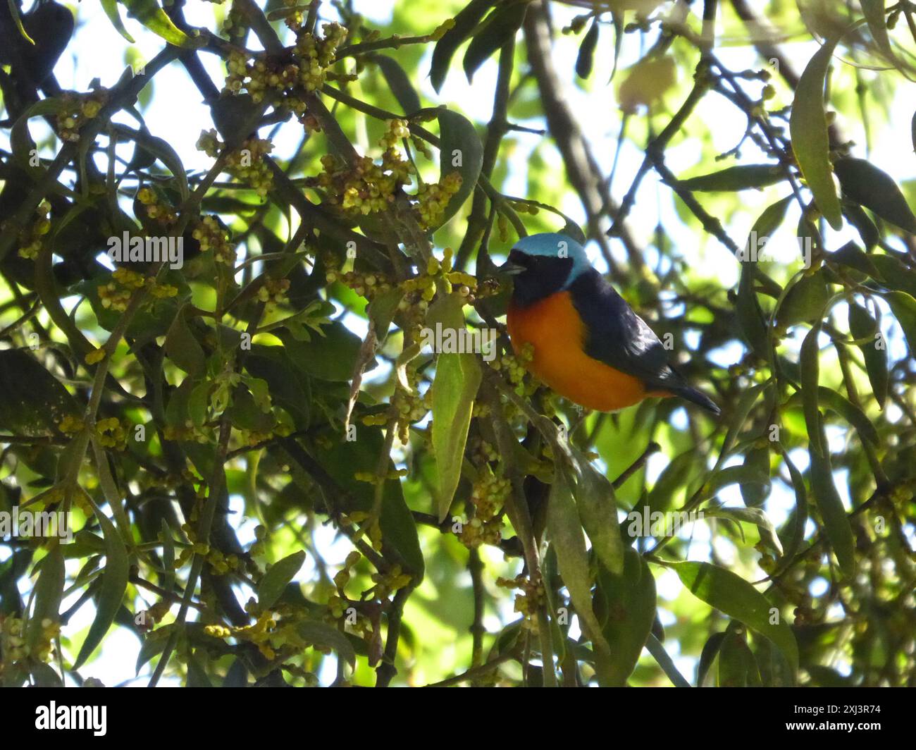 Euphonia elegantissima hi-res stock photography and images - Alamy