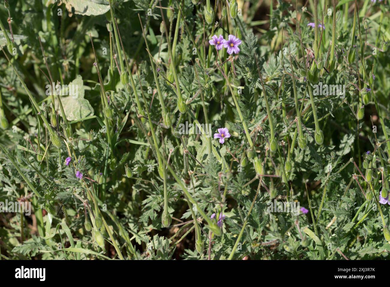 Mediterranean Stork's-bill (Erodium botrys) Plantae Stock Photo - Alamy