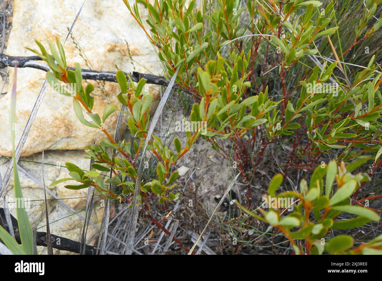 Mountain Honeybush (Cyclopia intermedia) Plantae Stock Photo - Alamy